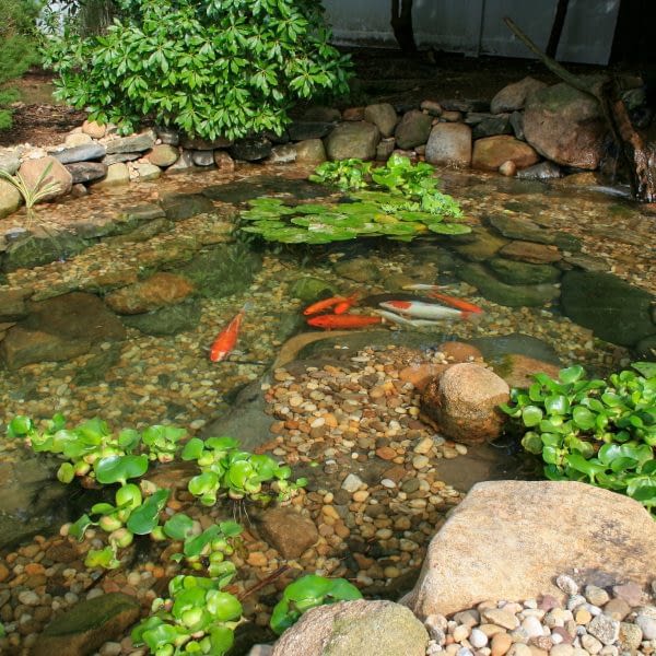 Professional Pond Maintenance, Pond Cleaning & Pond Repair - Alter ...